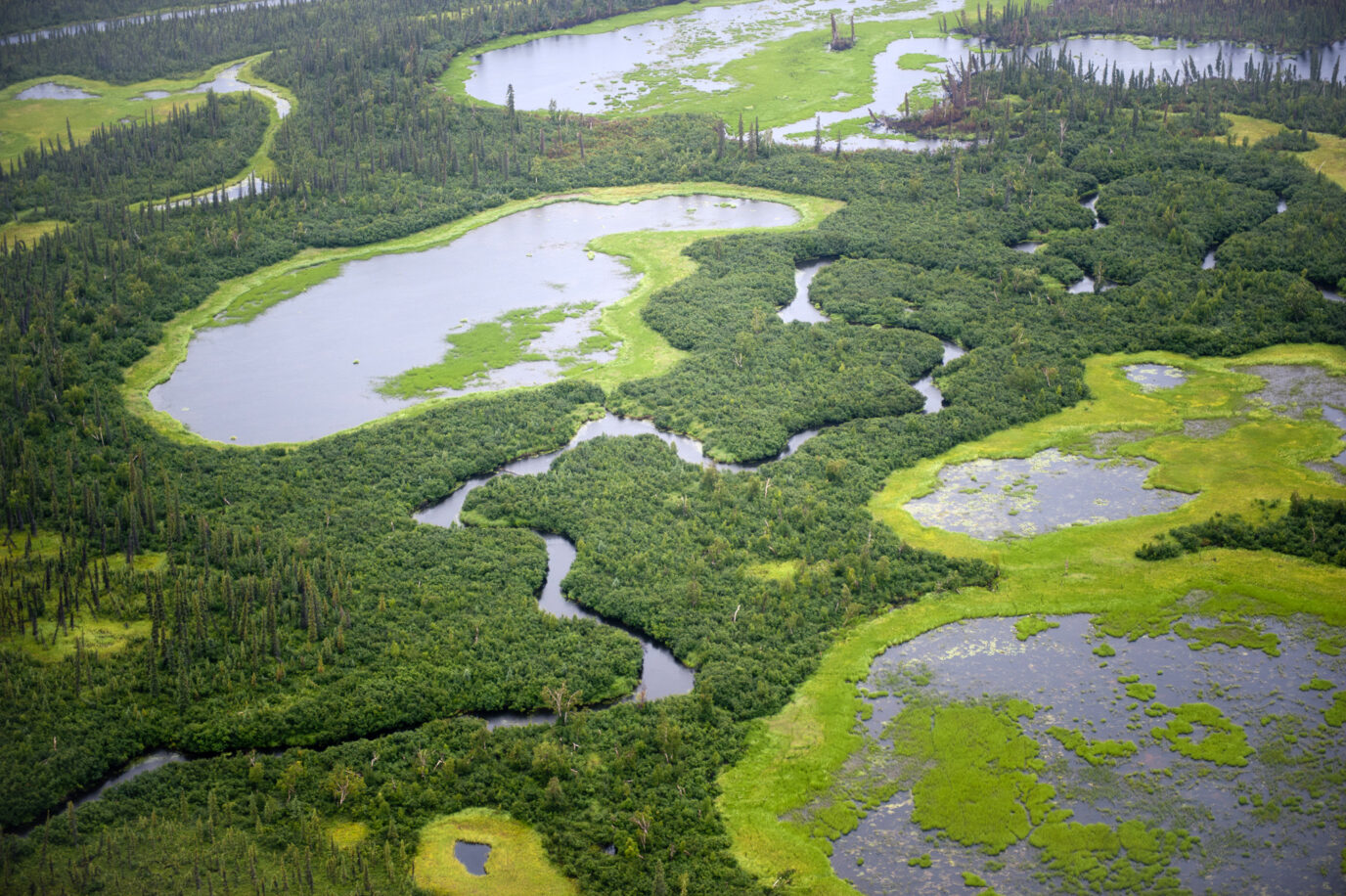 Don’t drain the swamp! Arctic wetlands threatened by climate change and ...