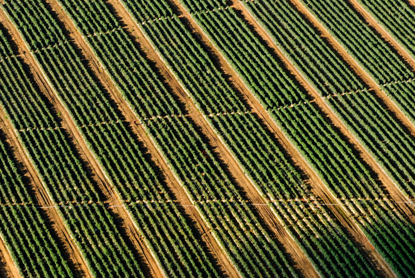 Collaboration and term usage dynamics in agricultural buffer strip ...