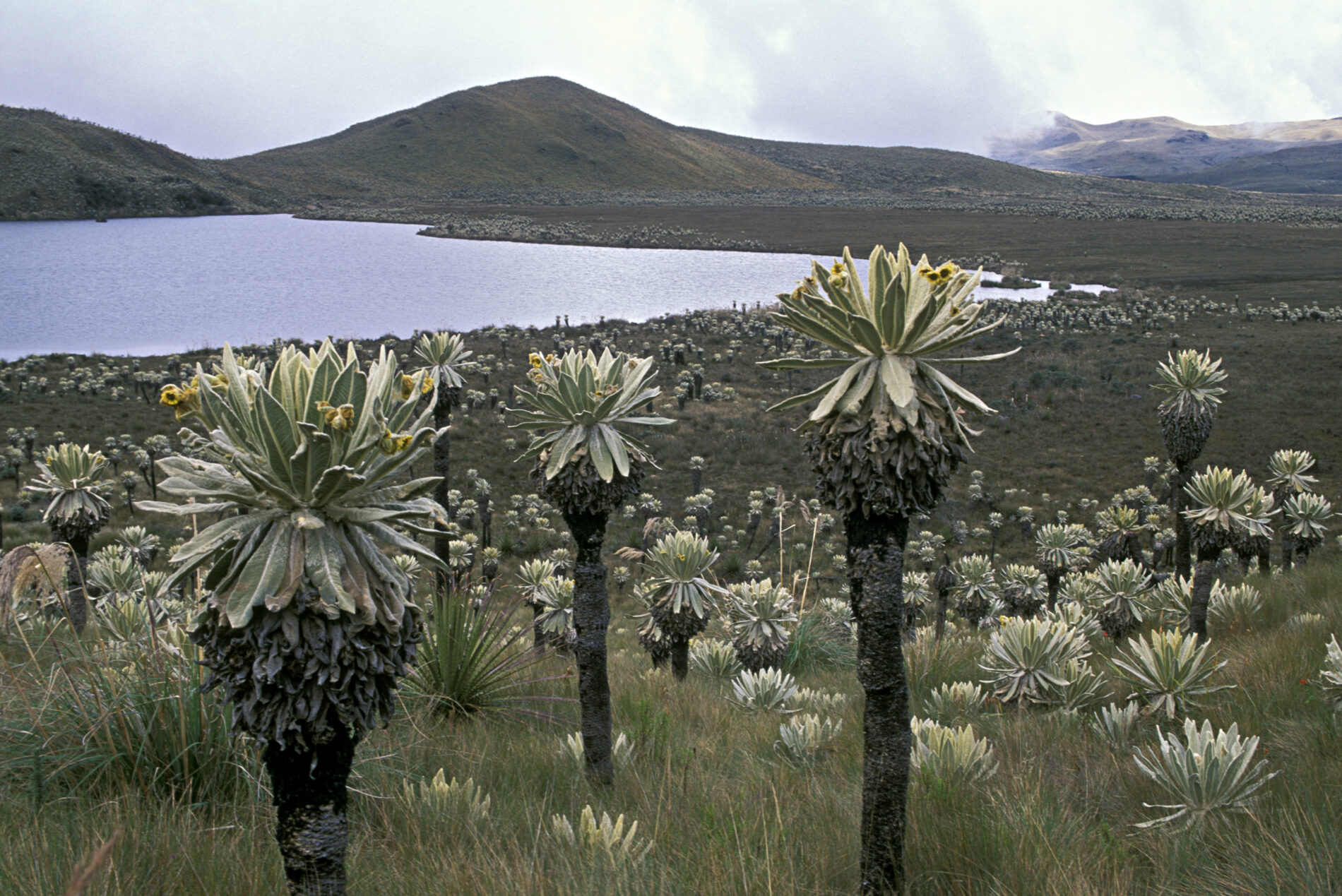 World Water Week: Highlighting the value of páramo land conservation in ...
